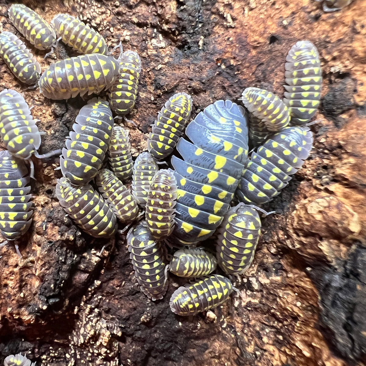 Armadillidium gestroi Isopods - Free Shipping – Exo-Morphs