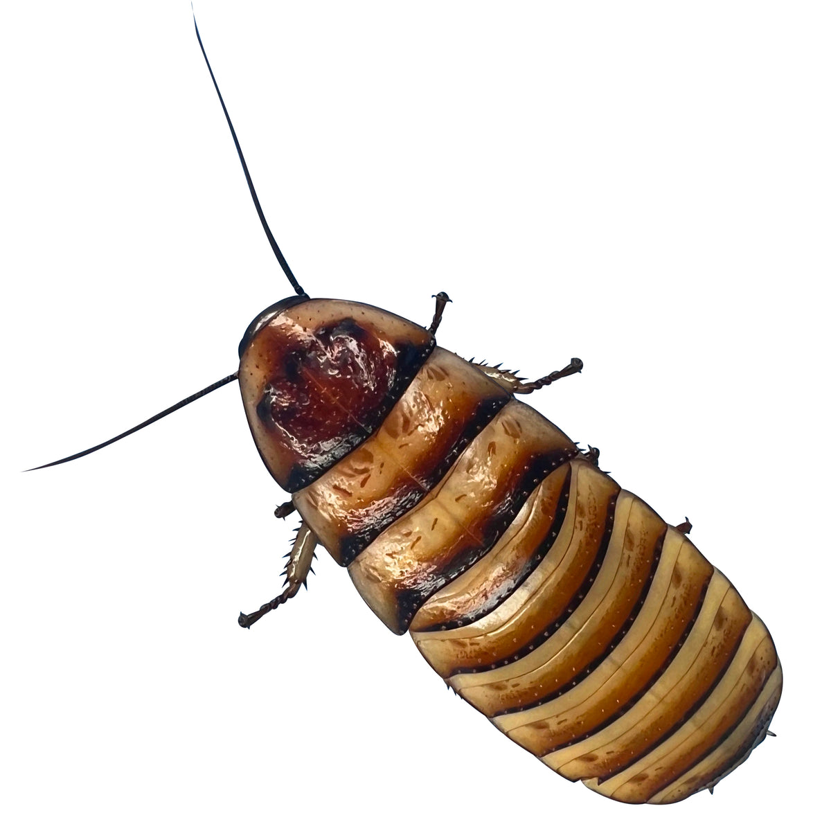 Elliptorhina javanica "Halloween Madagascar Hissing Cockroach" Adult F ...