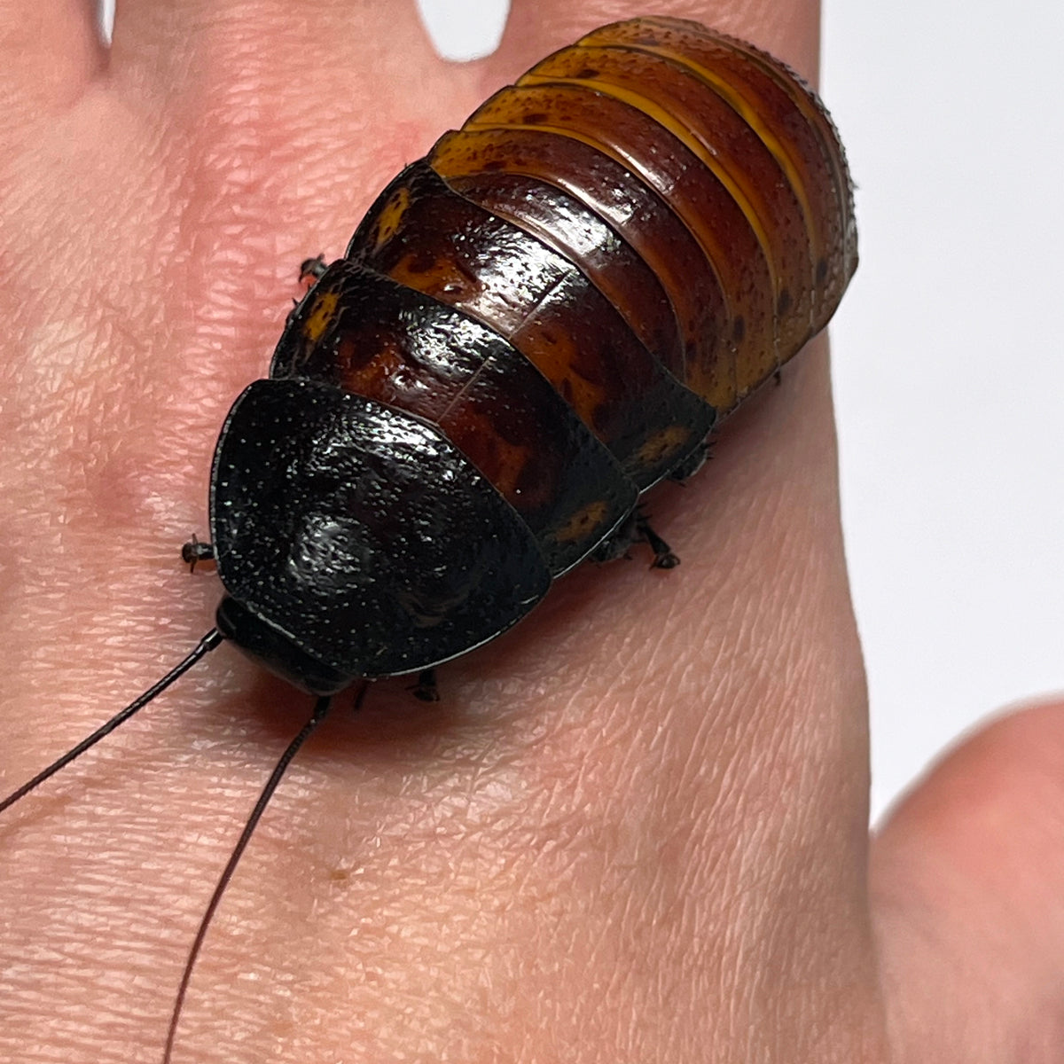 Gromphadorhina portentosa "Madagascar Hissing Cockroach" Adult Pair (1 ...