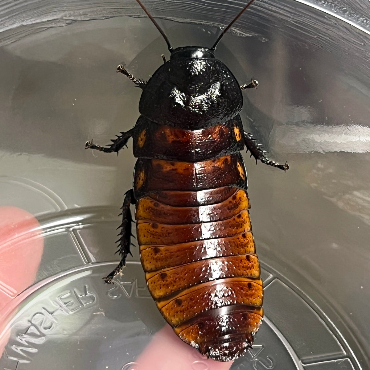 Gromphadorhina portentosa "Madagascar Hissing Cockroach" Adult Female ...