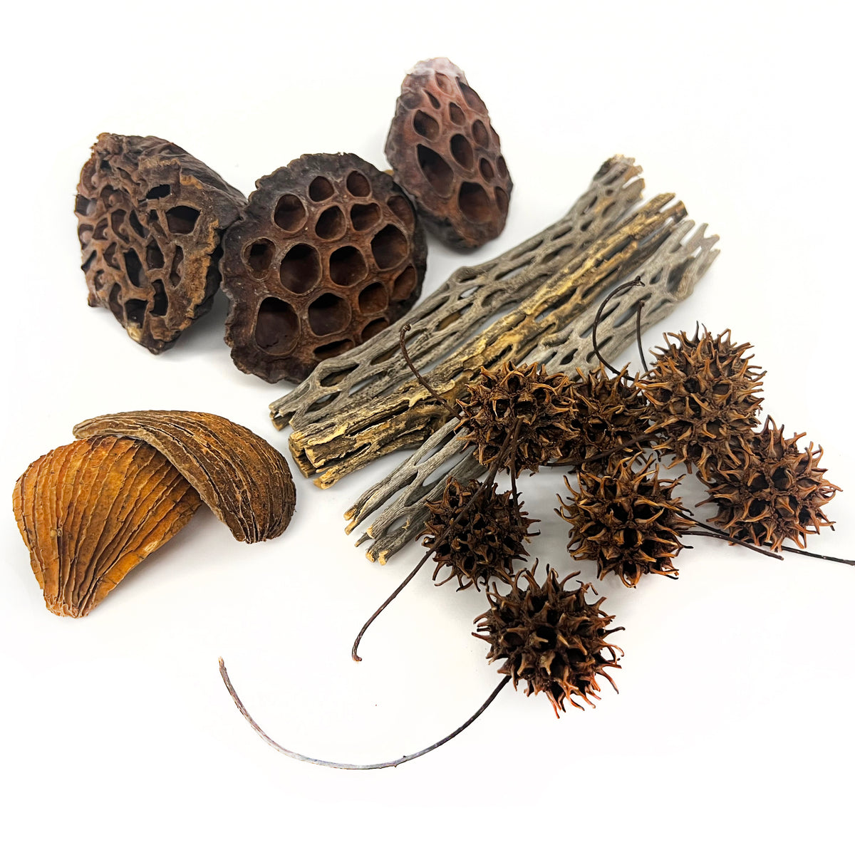 16-piece Botanical Bundle for Isopods, Insects & Reptiles – Exo-Morphs