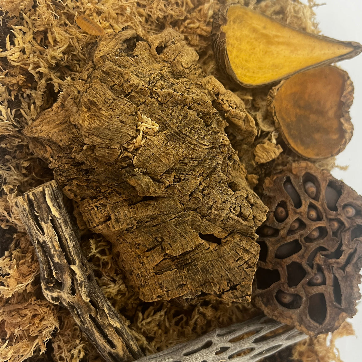 16-piece Botanical Bundle for Isopods, Insects & Reptiles – Exo-Morphs