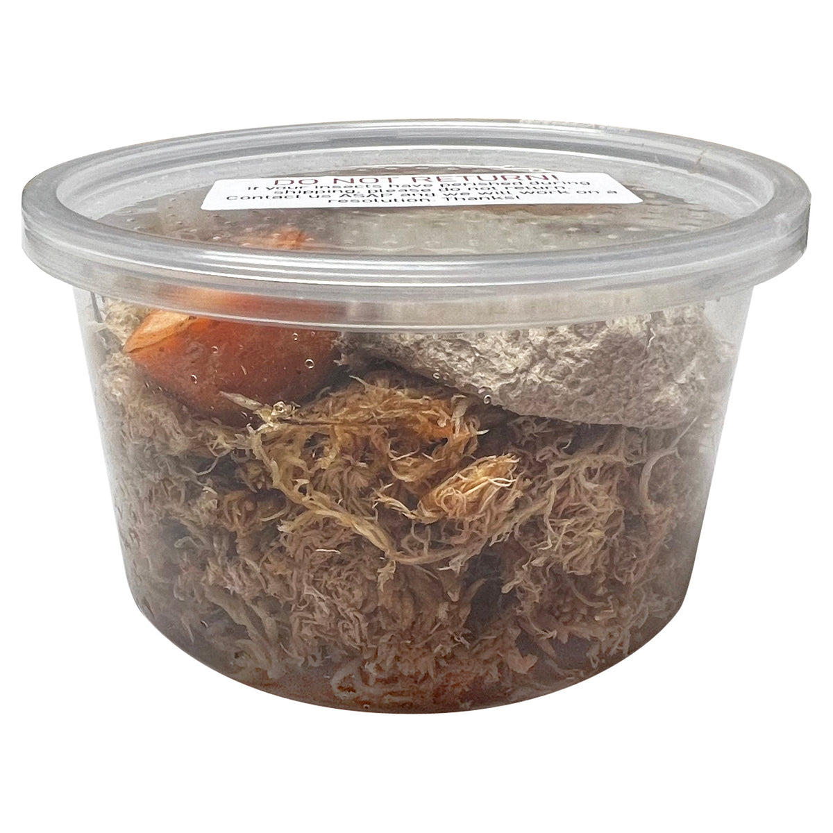 Porcellionides pruinosus Powder Orange Powder Blue "Party Mix" Isopods ...