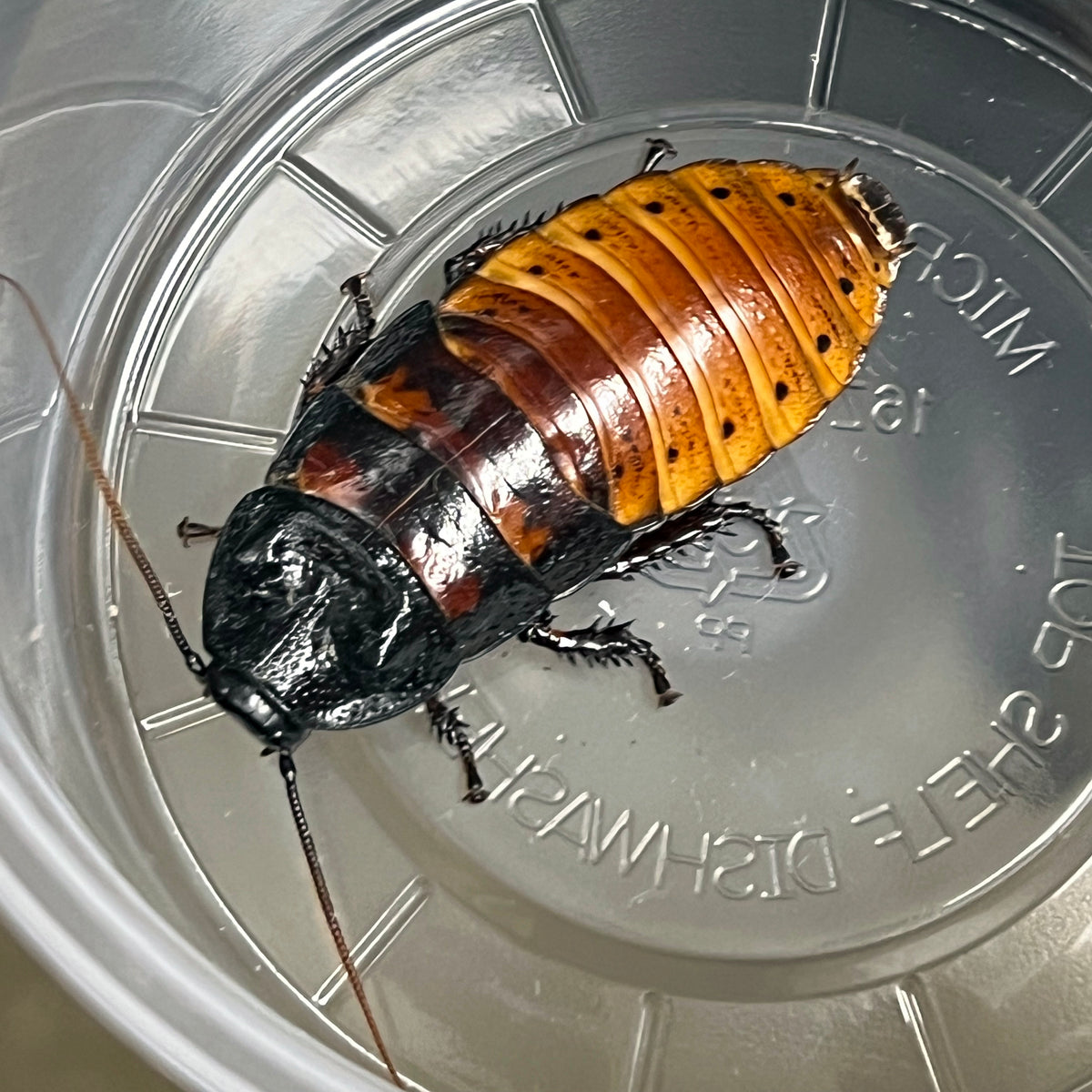 Gromphadorhina portentosa "Madagascar Hissing Cockroach" Adult Male ...