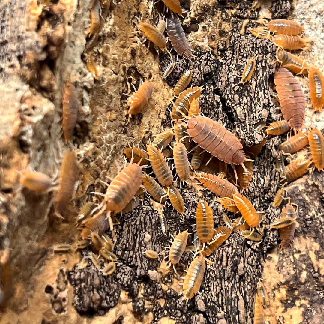 Isopods – Exo-Morphs