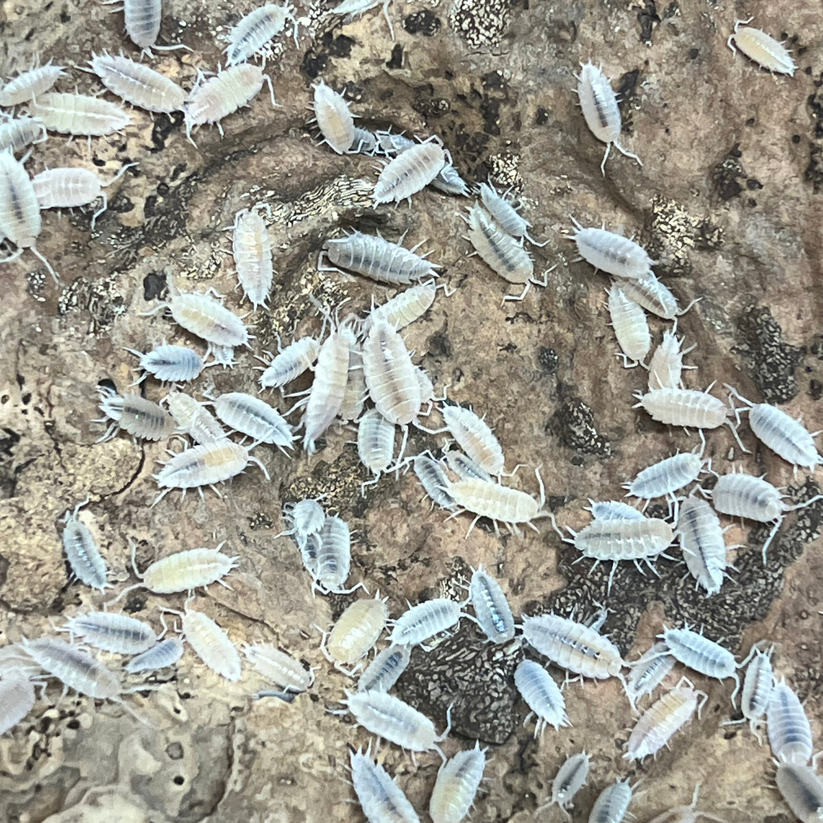 Porcellionides pruinosus Powder "White Out" Isopods - Free Shipping ...