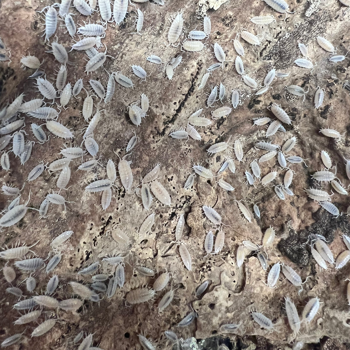 Porcellionides pruinosus Powder "White Out" Isopods - Free Shipping ...