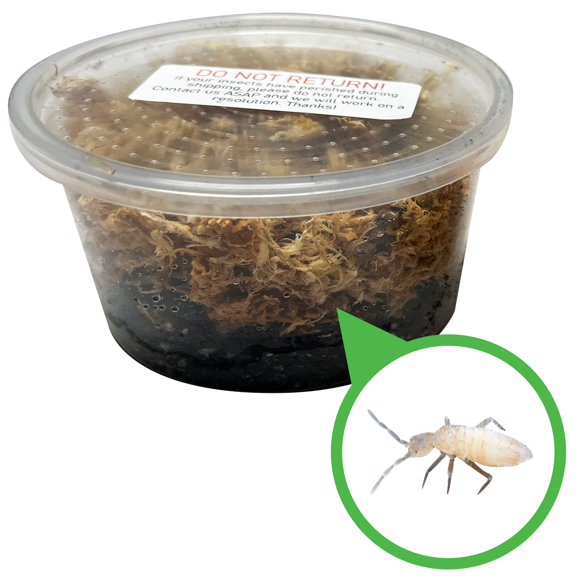 Temperate Springtail Starter Culture - Free Shipping – Exo-Morphs