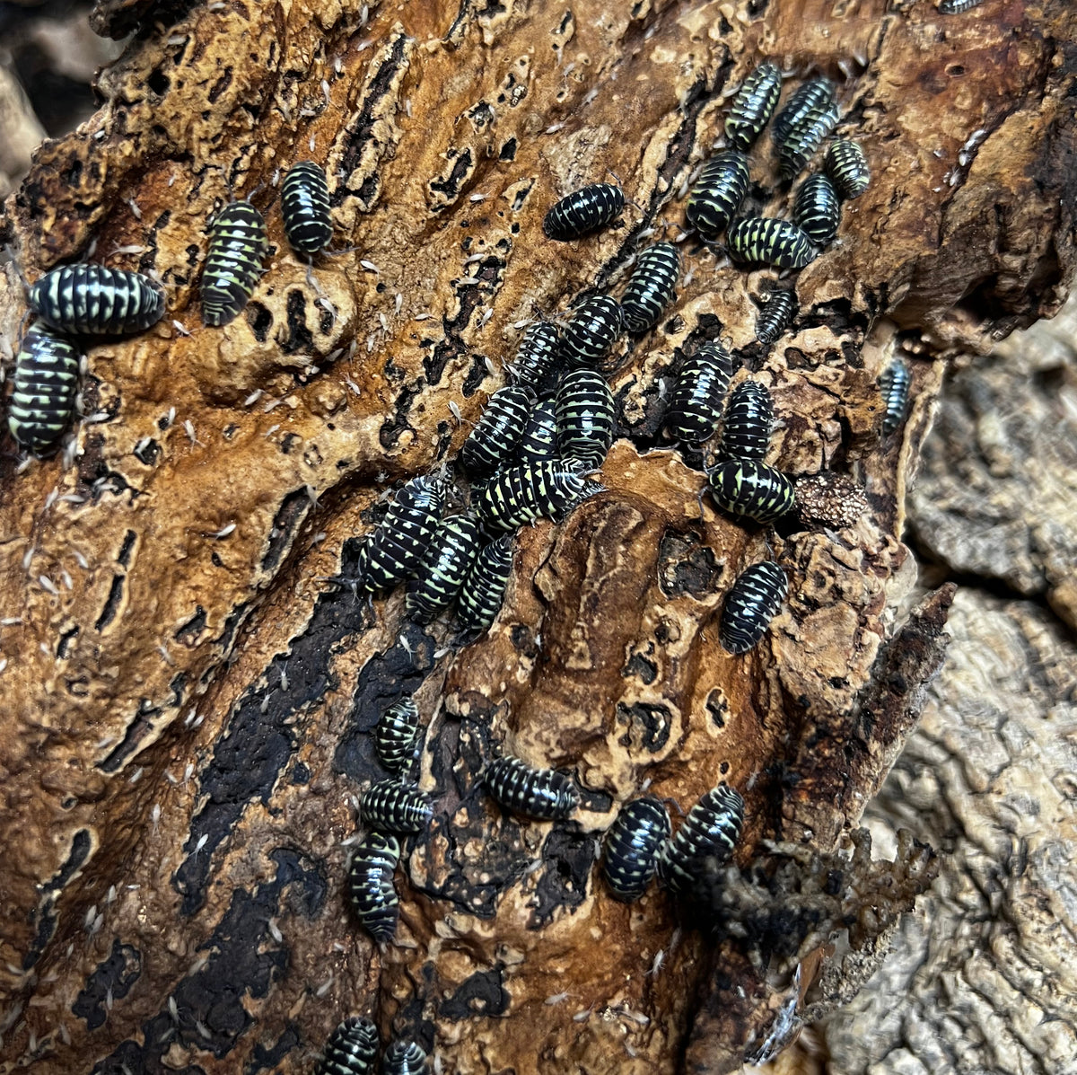 Armadillidium maculatum "Yellow Zebra" Isopods - Free Shipping – Exo-Morphs