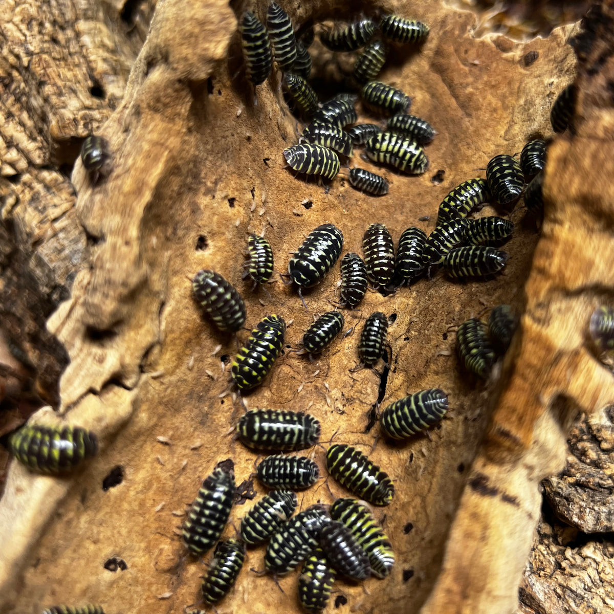 Armadillidium maculatum "Yellow Zebra" Isopods – Exo-Morphs