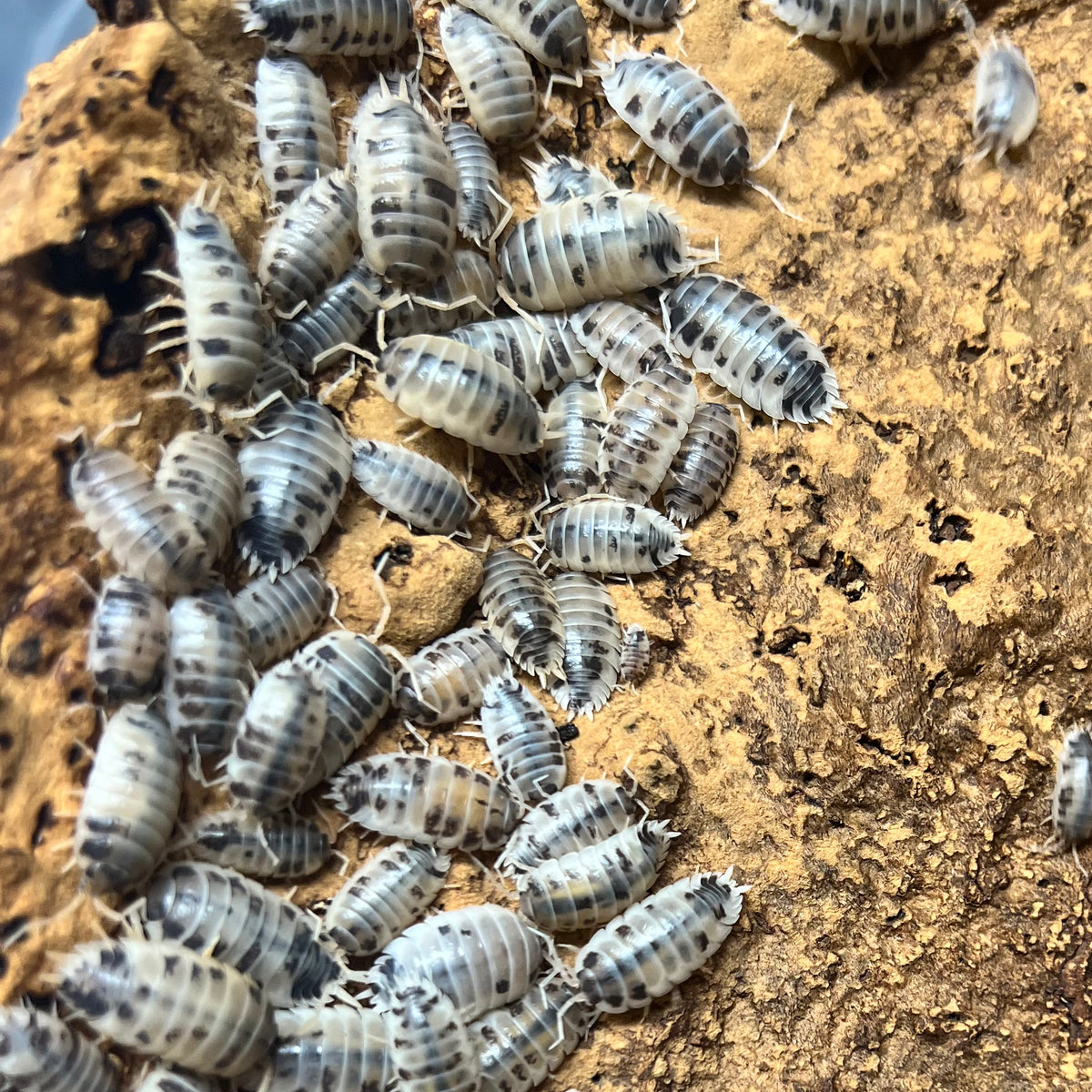 Porcellio laevis "Dairy Cow" Isopods - Free Shipping – Exo-Morphs
