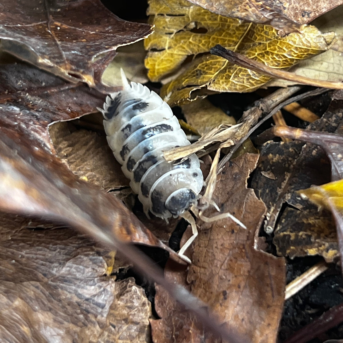 Porcellio laevis "Dairy Cow" Isopods - Free Shipping – Exo-Morphs