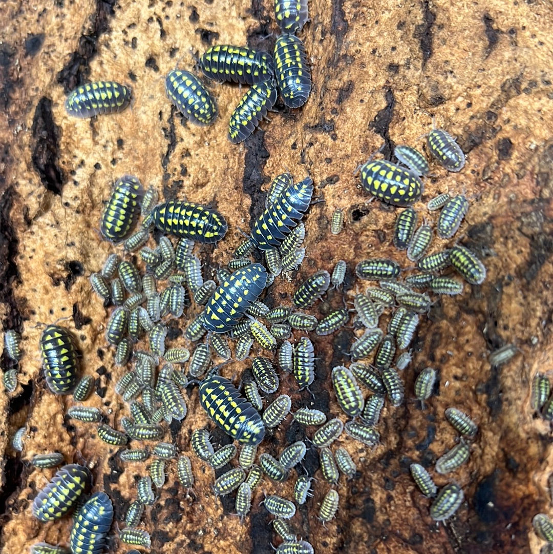 Armadillidium gestroi Isopods - Free Shipping – Exo-Morphs