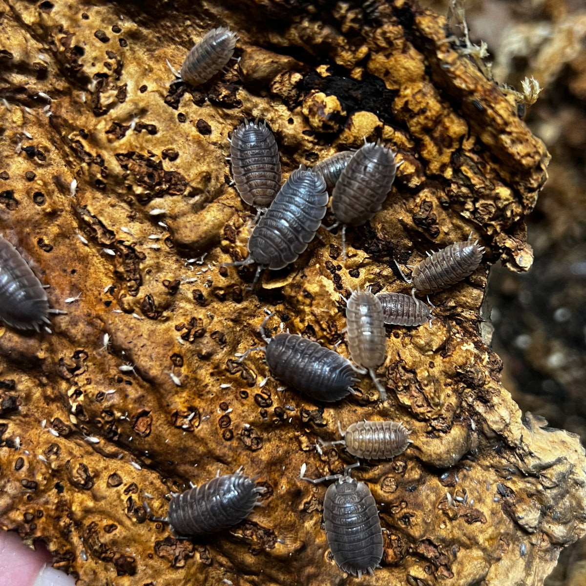 Porcellio dilatatus "Giant Canyon" Isopods – Exo-Morphs