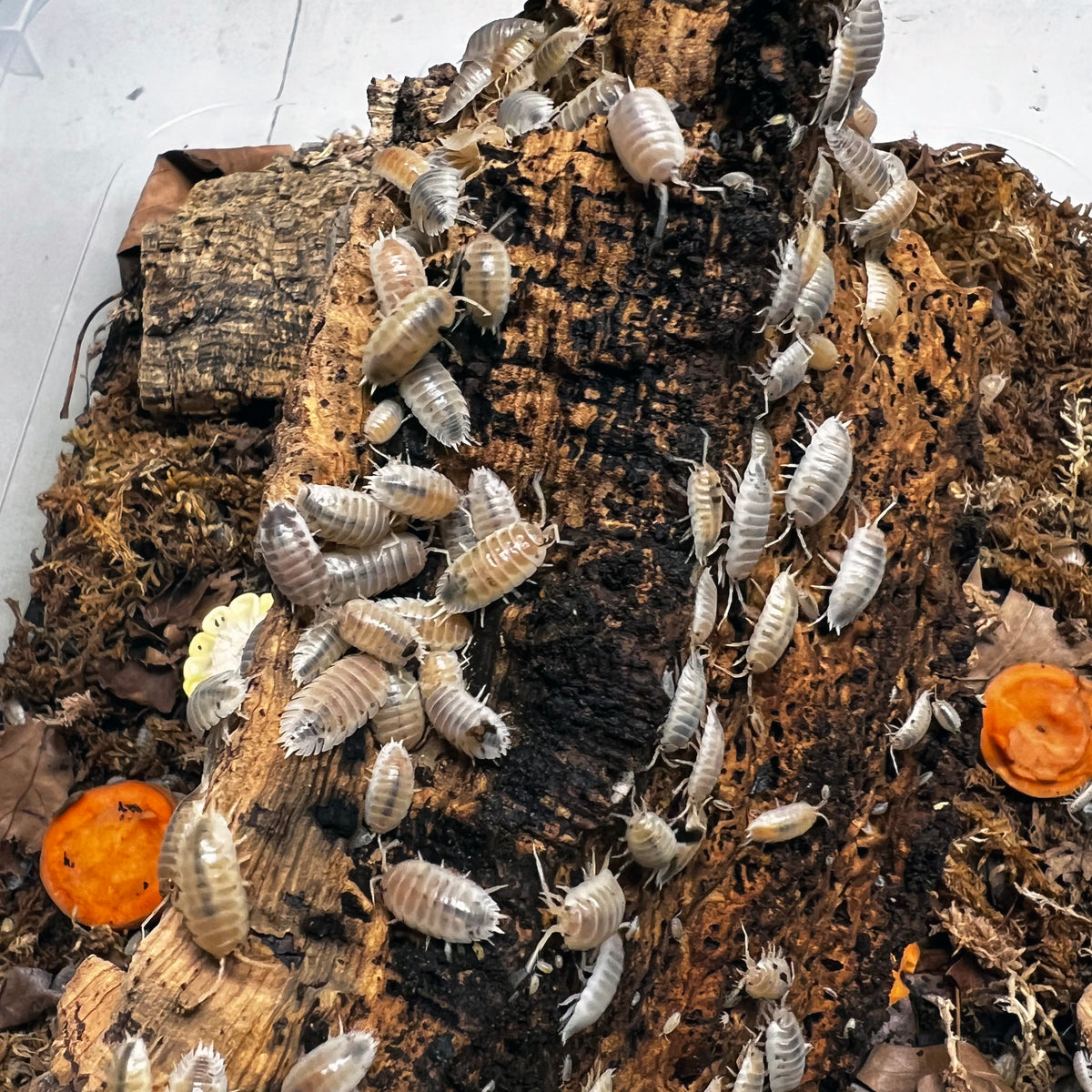 Porcellio laevis "White" Isopods - Free Shipping – Exo-Morphs