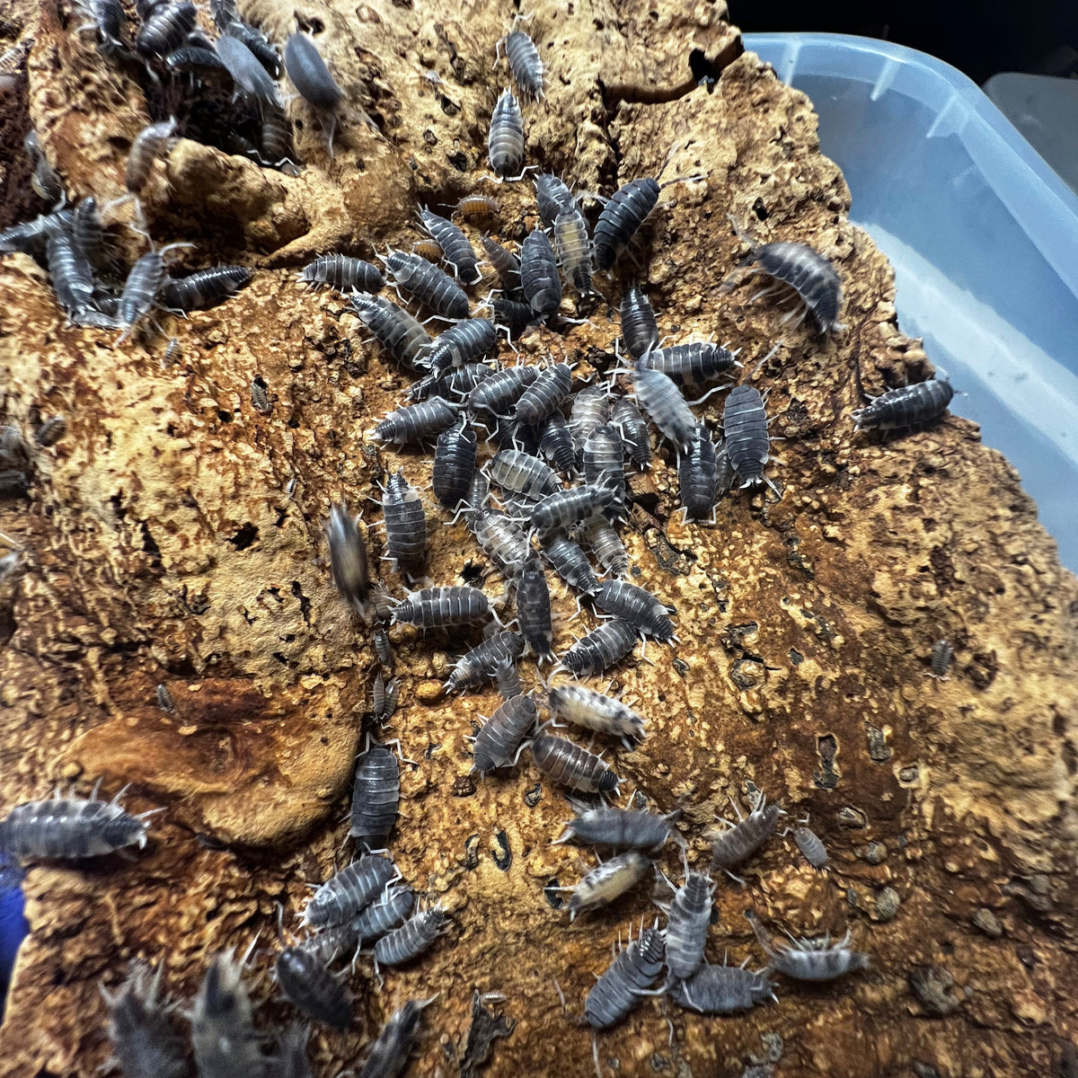 Porcellionides pruinosus "Powder Oreo Crumble" Isopods - Free Shipping ...