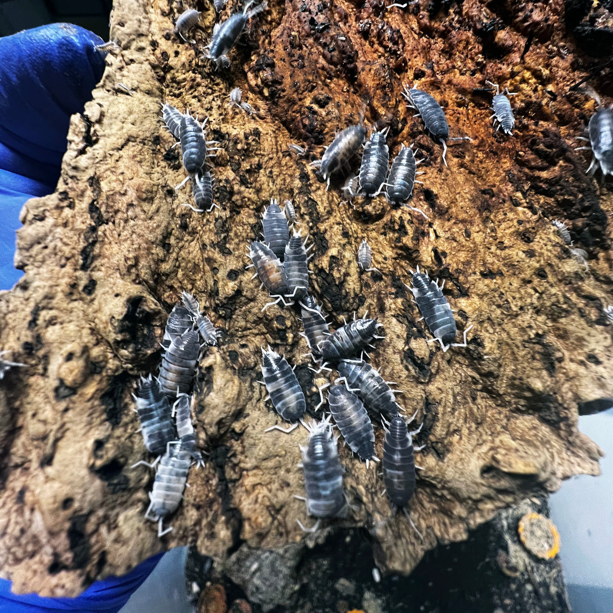 Porcellionides pruinosus "Powder Oreo Crumble" Isopods – Exo-Morphs
